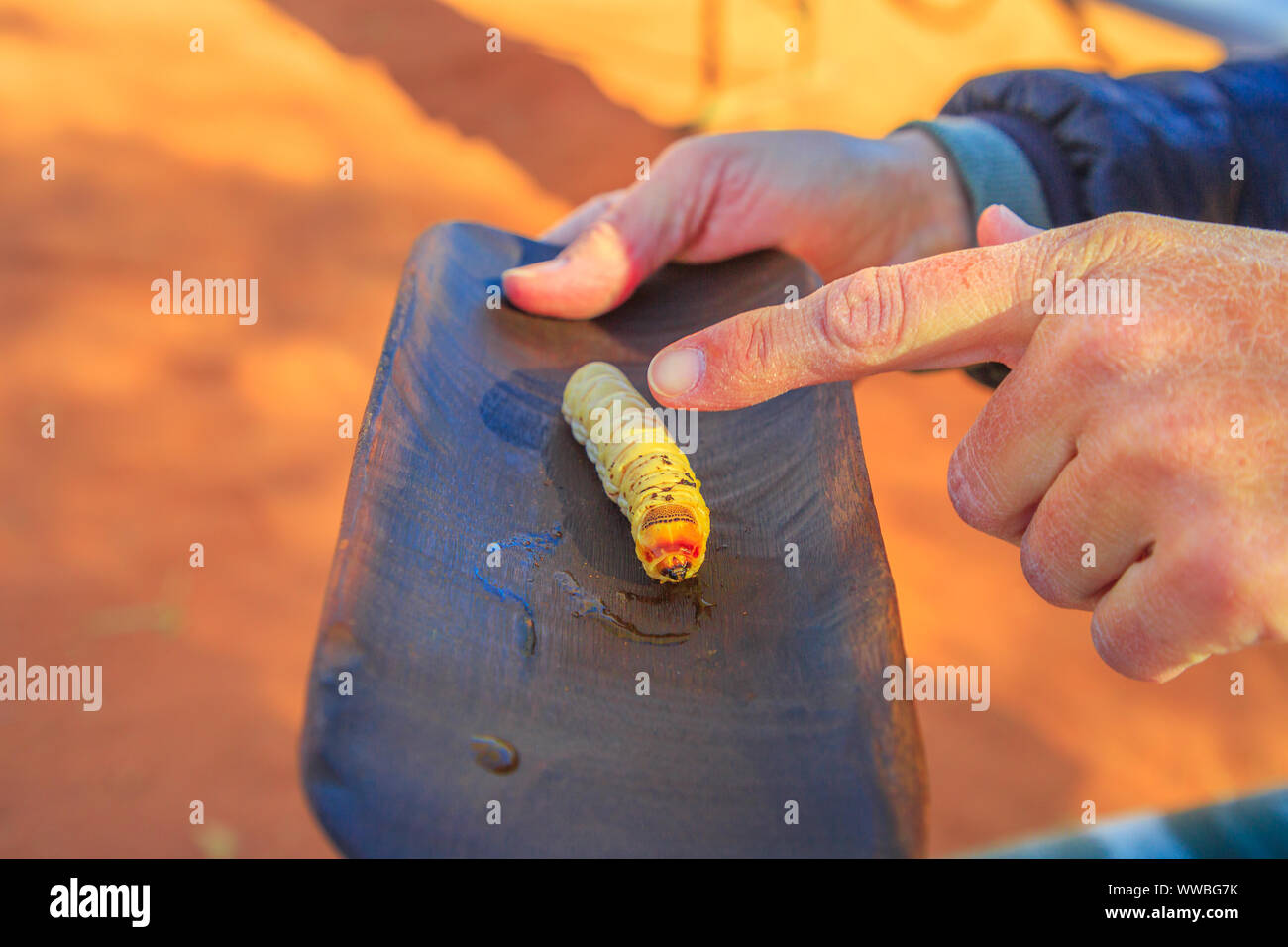 Witchetty grubs hi-res stock photography and images - Alamy