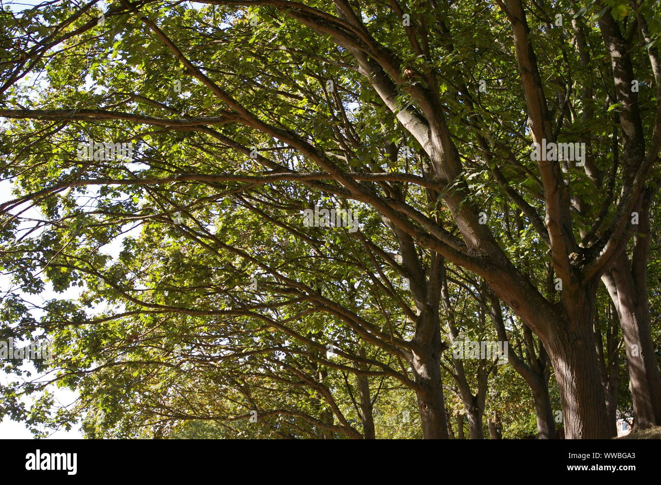 A beautiful set of trees and leaves Stock Photo - Alamy