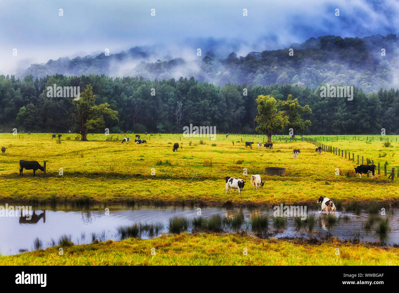 Rainy morning in Kangaroo valley around cattle growing farm with ...