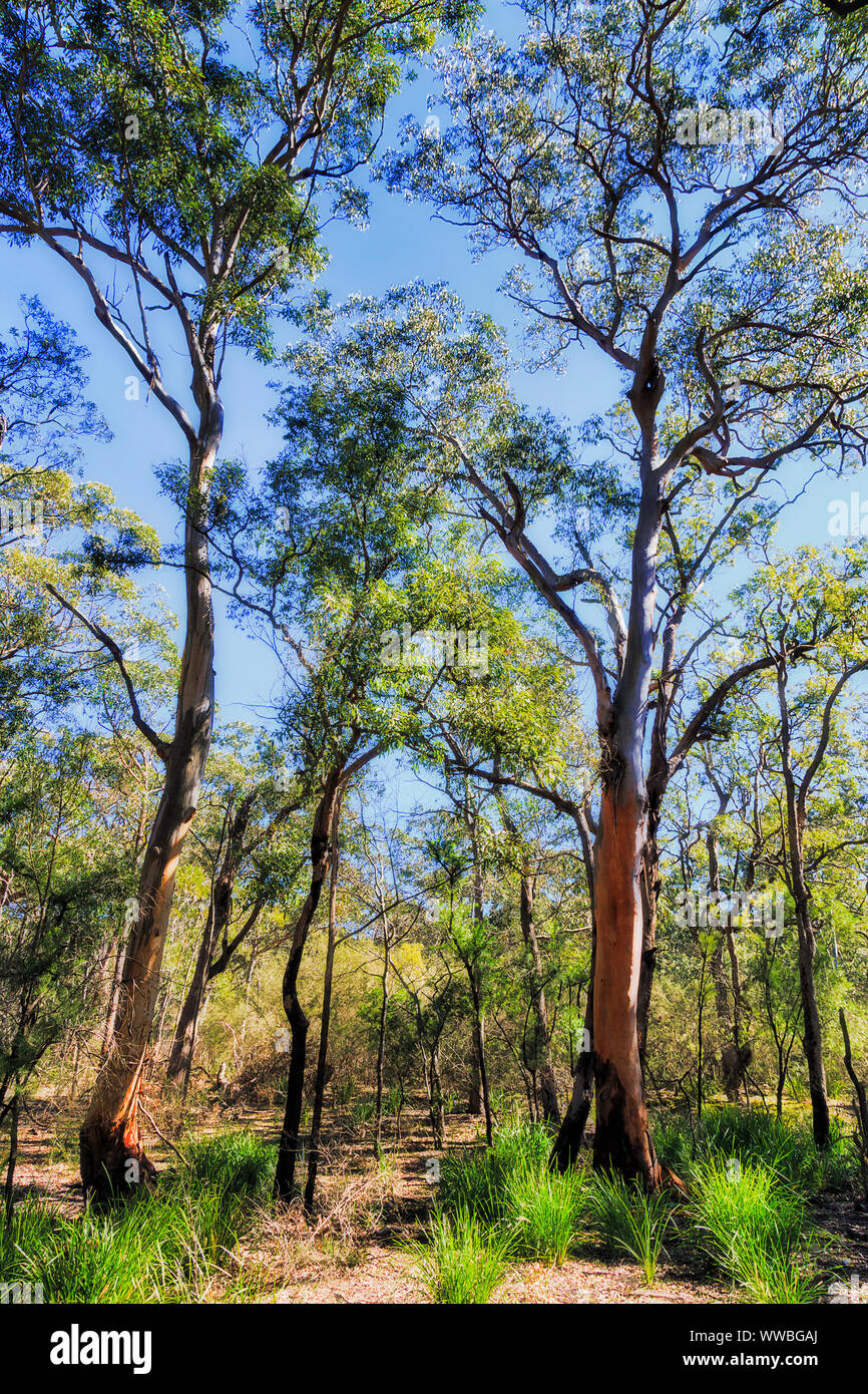 Under a tall tree hi-res stock photography and images - Alamy