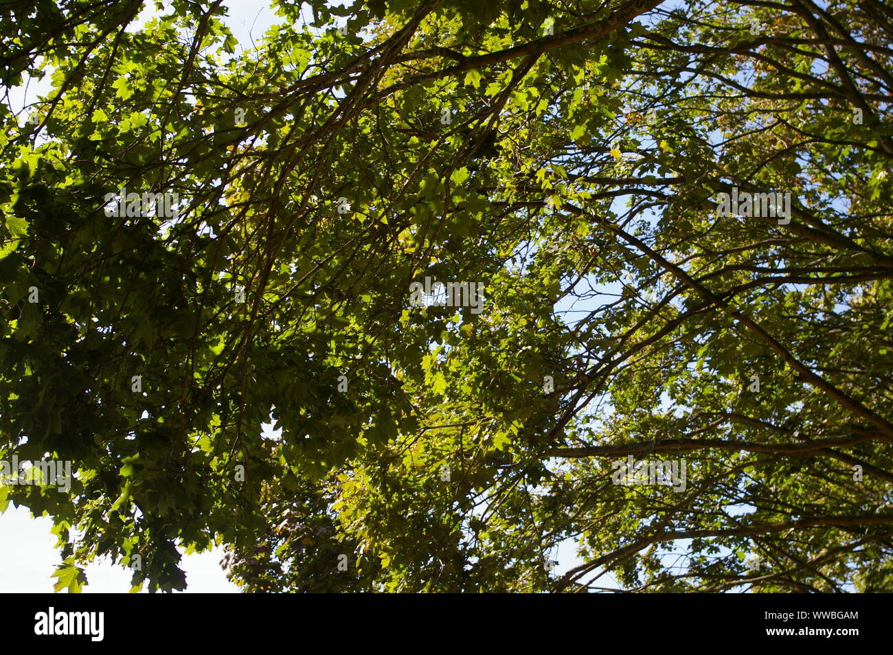 Set of trees hi-res stock photography and images - Alamy