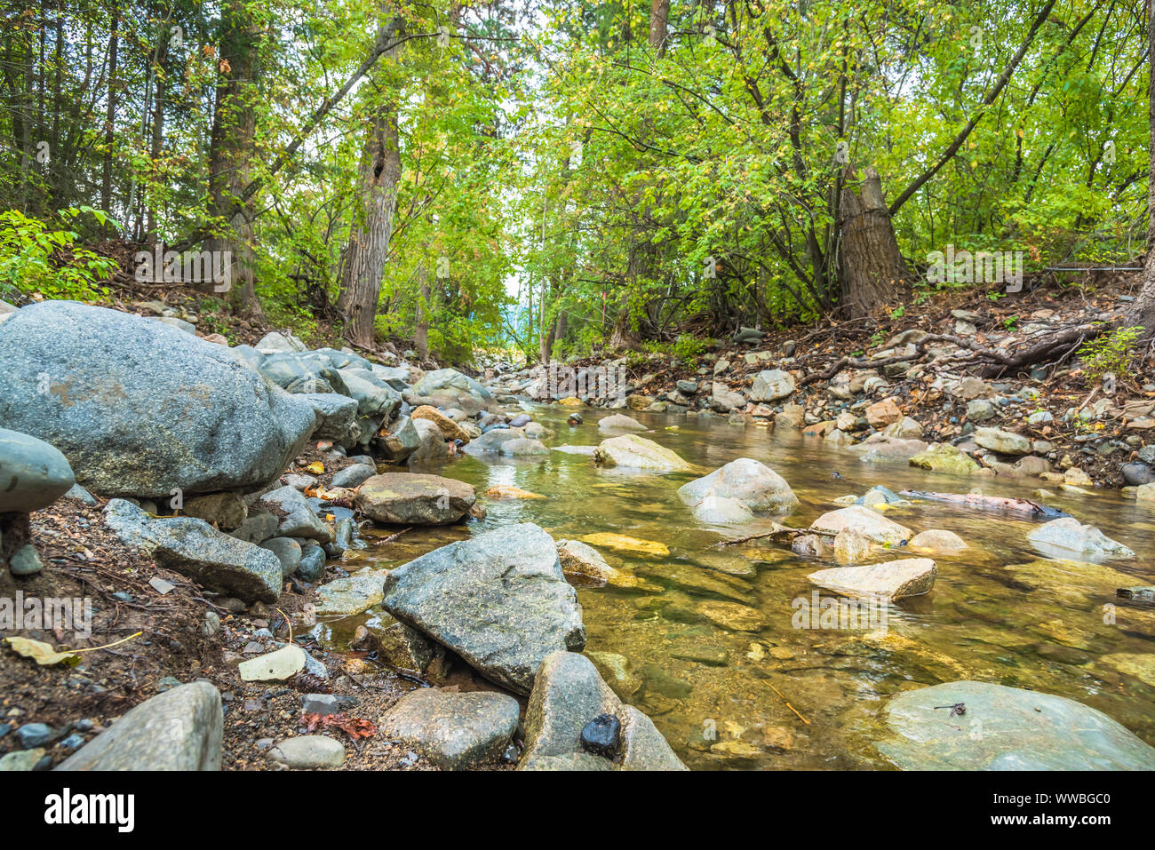 Small stream with rocky shoreline, flowing through cottonwood tree ...