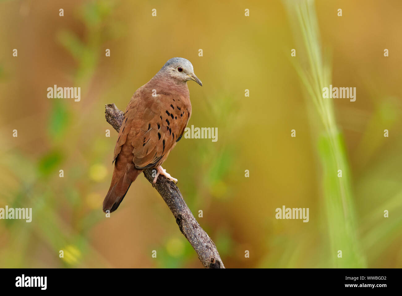 Ruddy Ground-dove - Columbina talpacoti, small New World tropical dove ...
