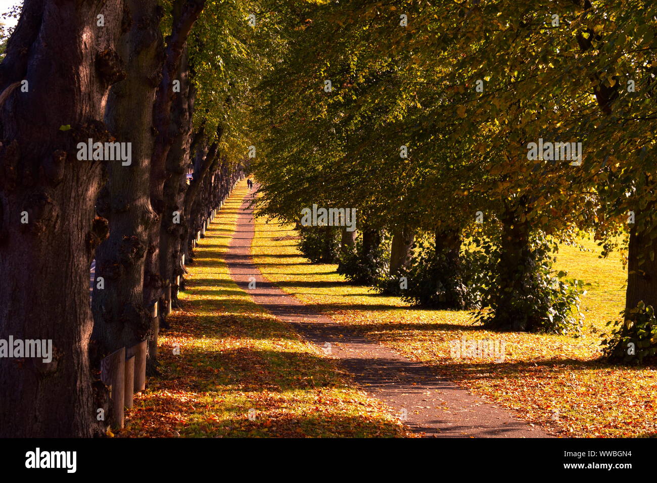 Shadows cast by a tree hi-res stock photography and images - Alamy