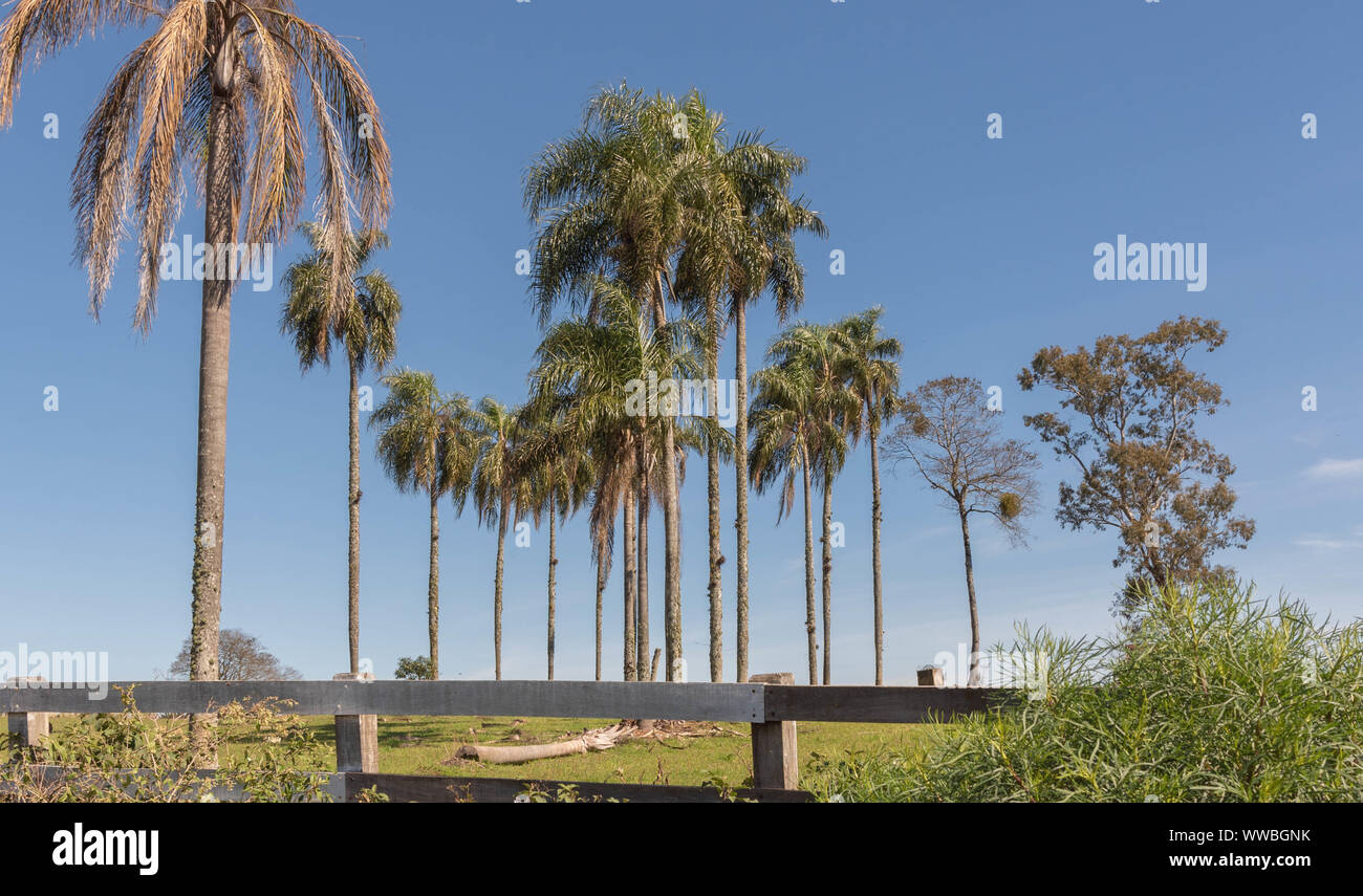 Rural landscape in southern Brazil. Scene where palm trees appear on a ...