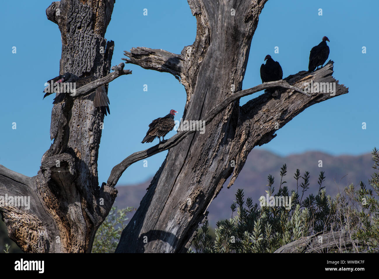 Turkey Vultures perched on large tree branches soaking up Autumn heat ...