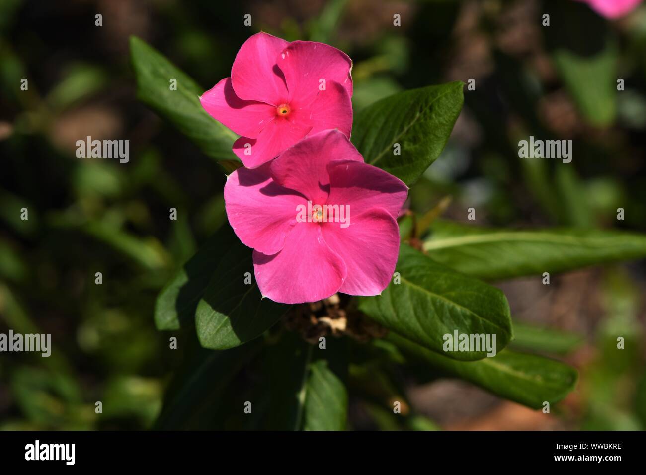 Portrait of rosy periwinkle flowers in the garden Stock Photo - Alamy