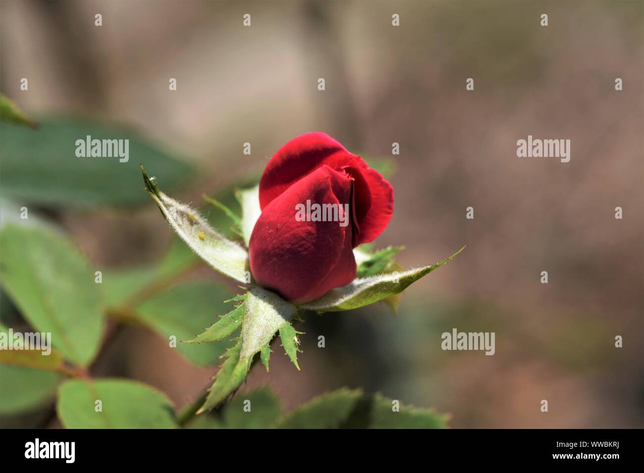 Portrait of a red rose bud Stock Photo - Alamy