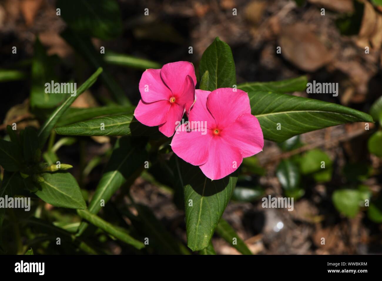 Rosy periwinkle hi-res stock photography and images - Alamy