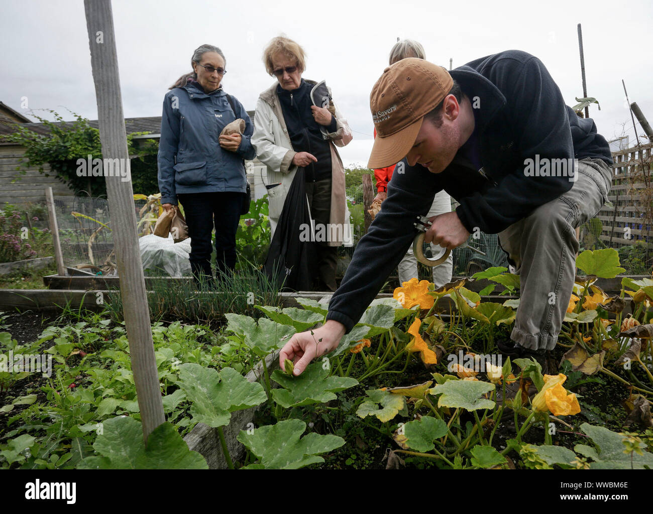 Tomato pollination hi-res stock photography and images - Alamy