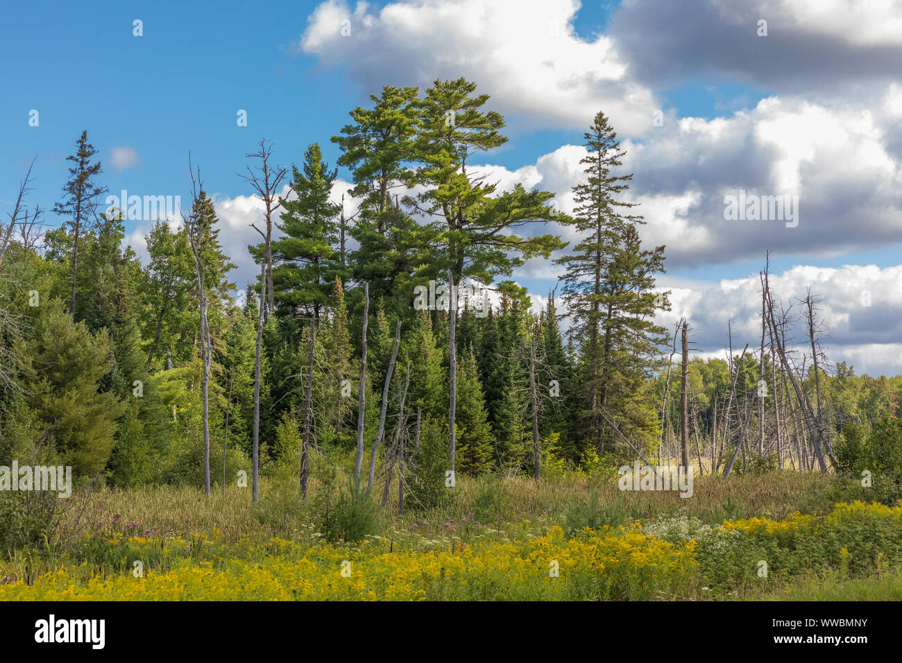 Chequamegon Nicolet National Forests High Resolution Stock Photography ...