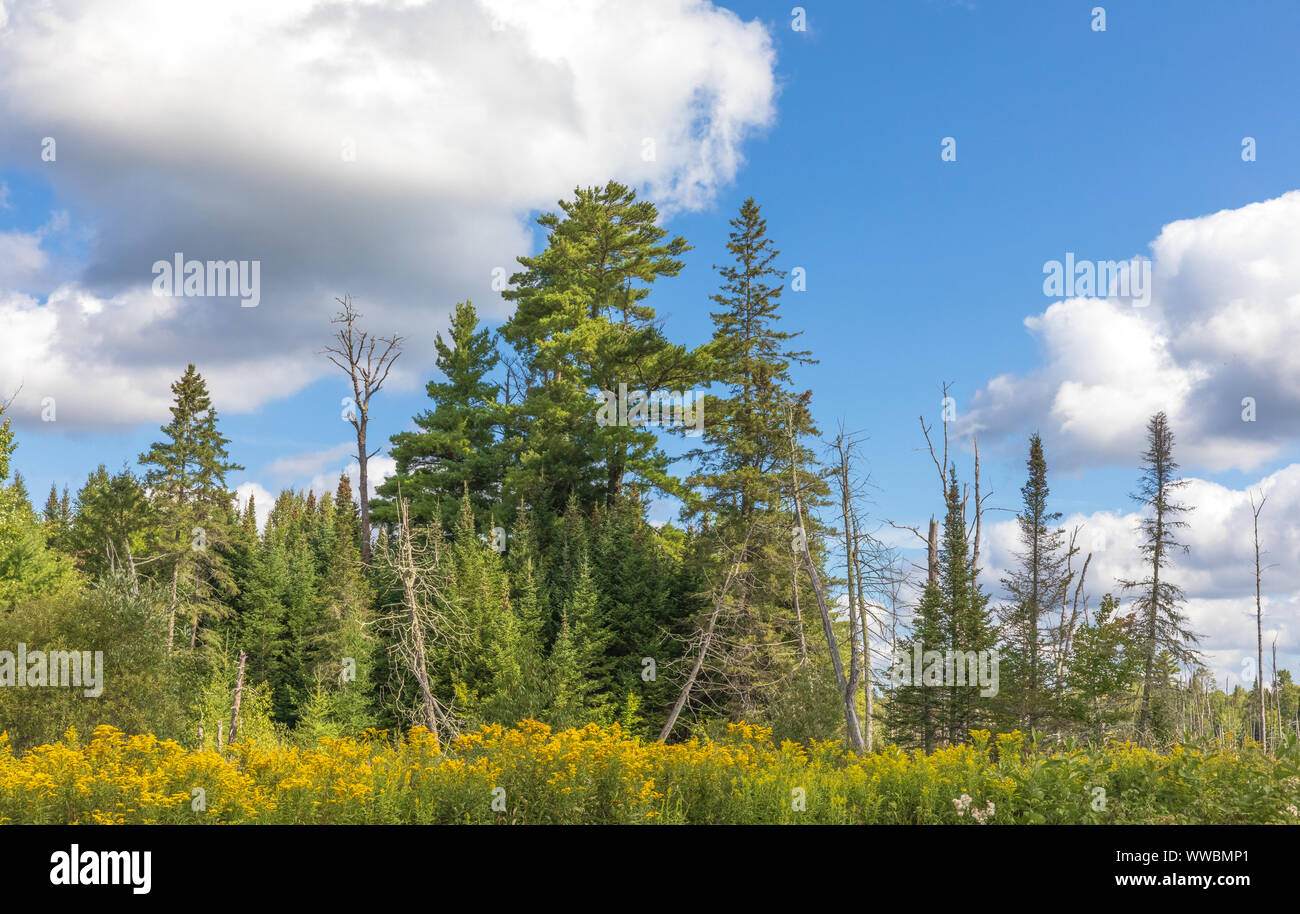 Chequamegon nicolet national forests hi-res stock photography and ...