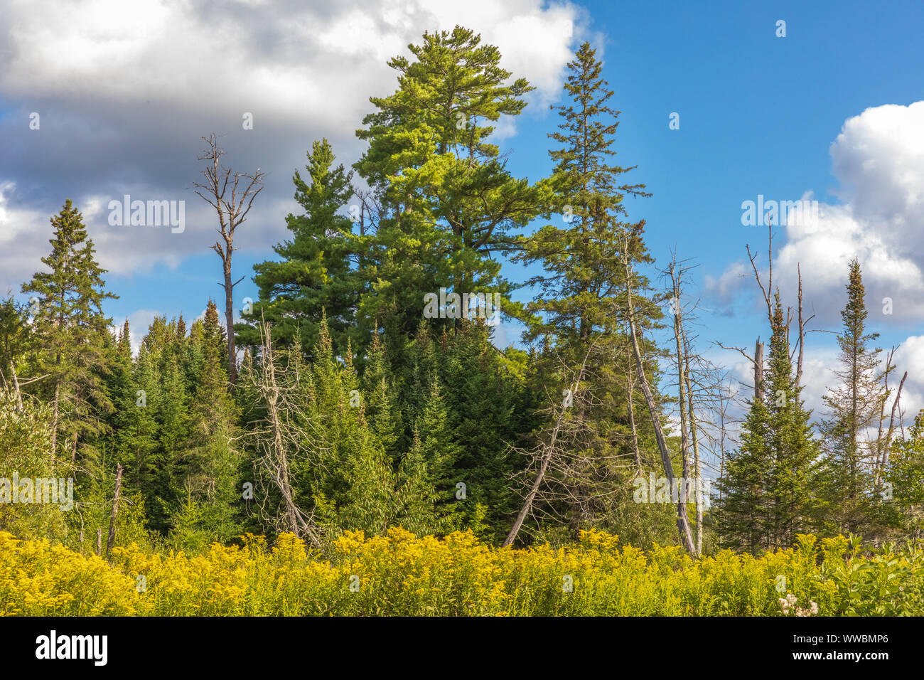 A pretty August day in the Chequamegon National Forest (northern ...