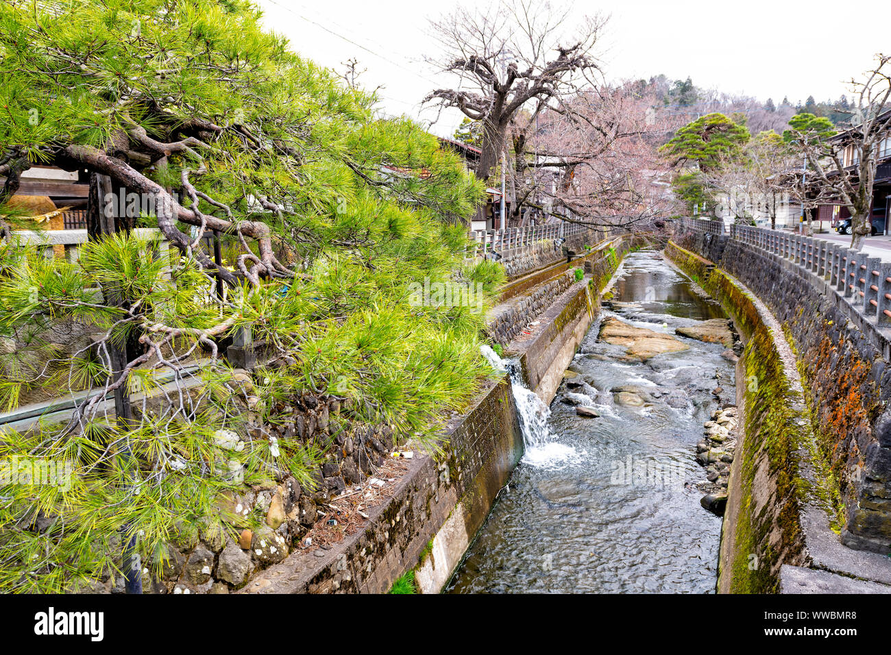Enako river canal with water flowing with cedar pine trees growing on ...