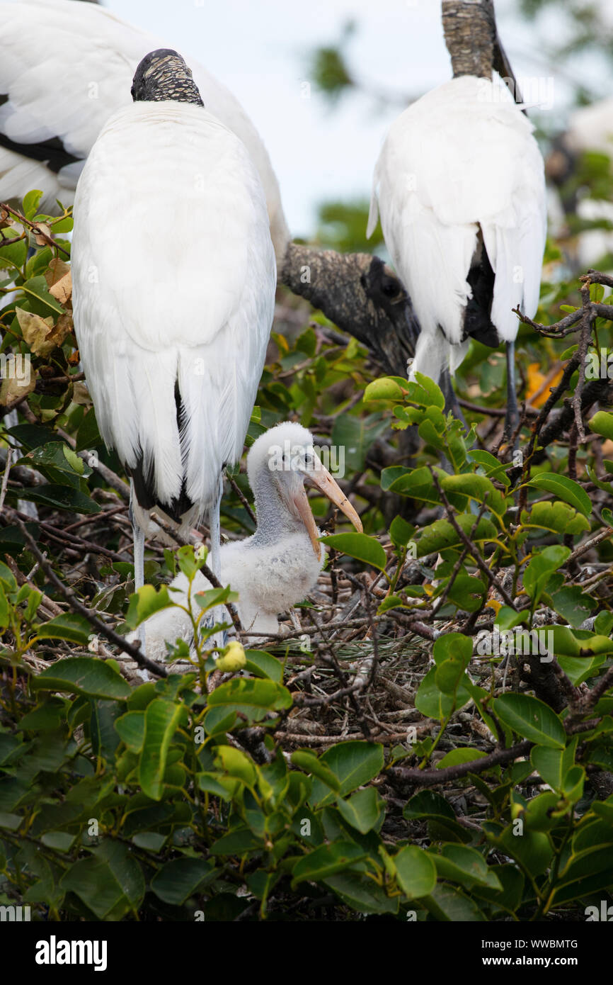 Wood Stork Chick Stock Photo - Alamy