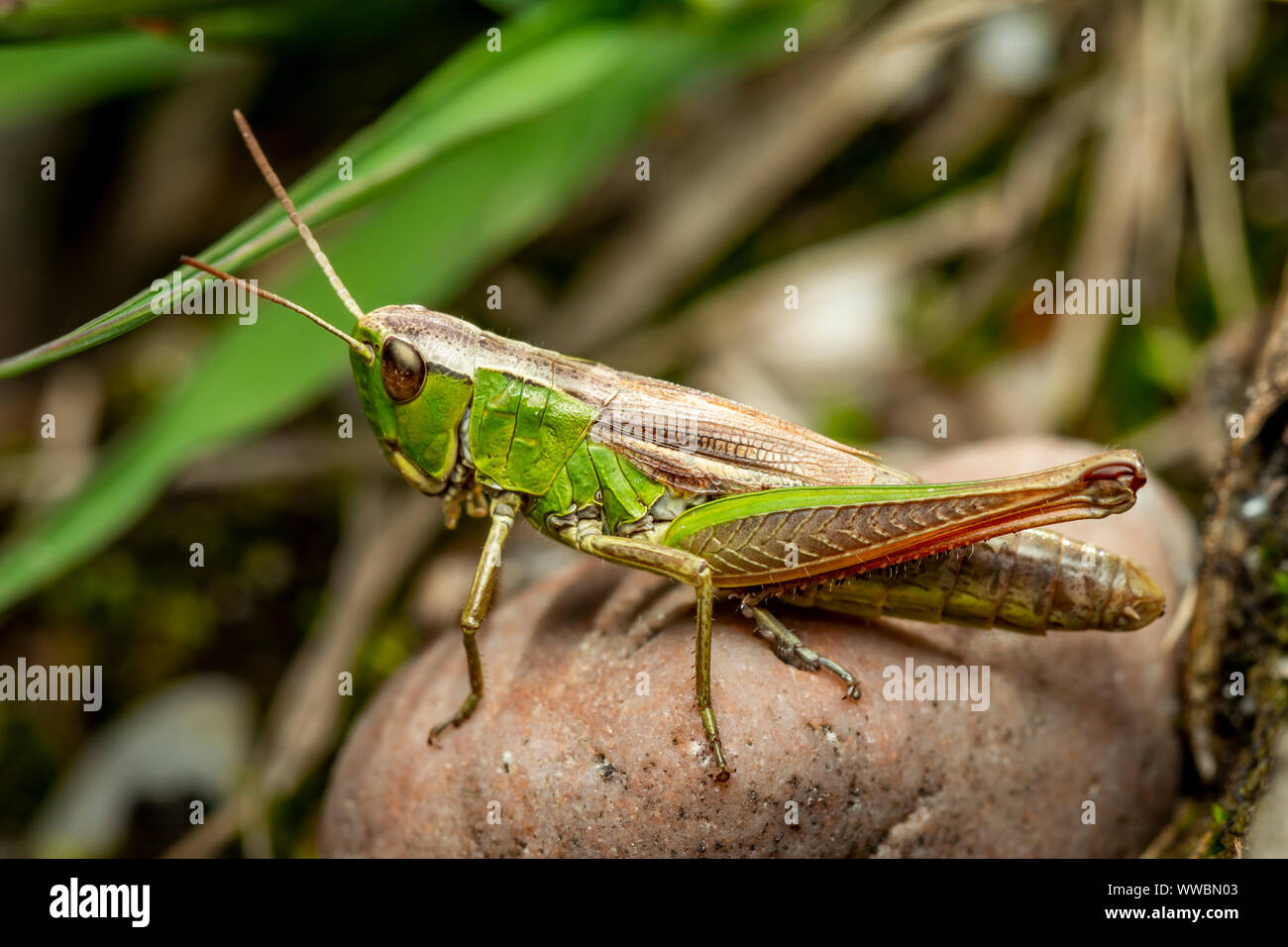 Meadow Grasshopper (Chorthippus parallelus). Devon, UK Stock Photo - Alamy