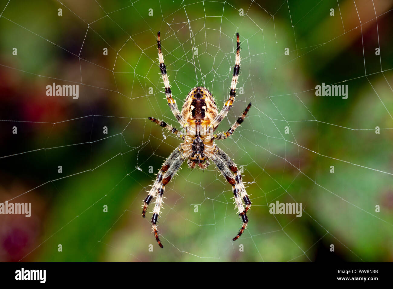 Orb web spider ventral view hi-res stock photography and images - Alamy