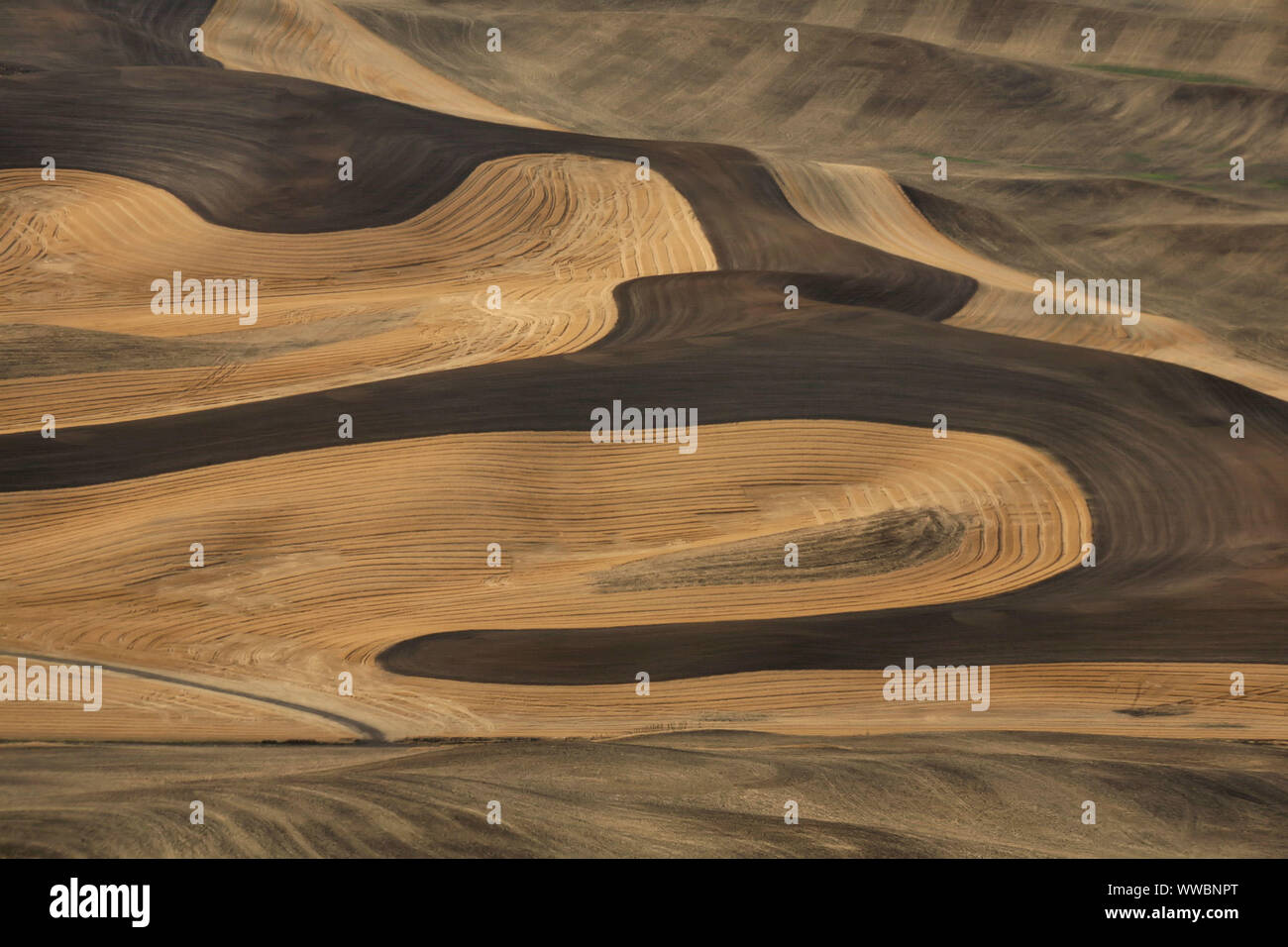Golden Wheat Fields Patterns High Resolution Stock Photography and ...