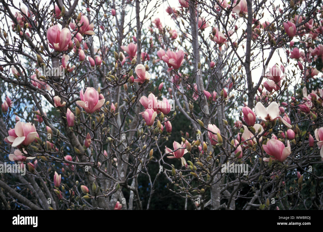Magnolia trees in full hi-res stock photography and images - Alamy