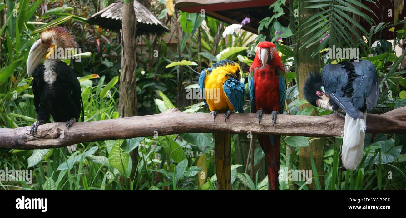 different types of bird resting on a branch Stock Photo - Alamy