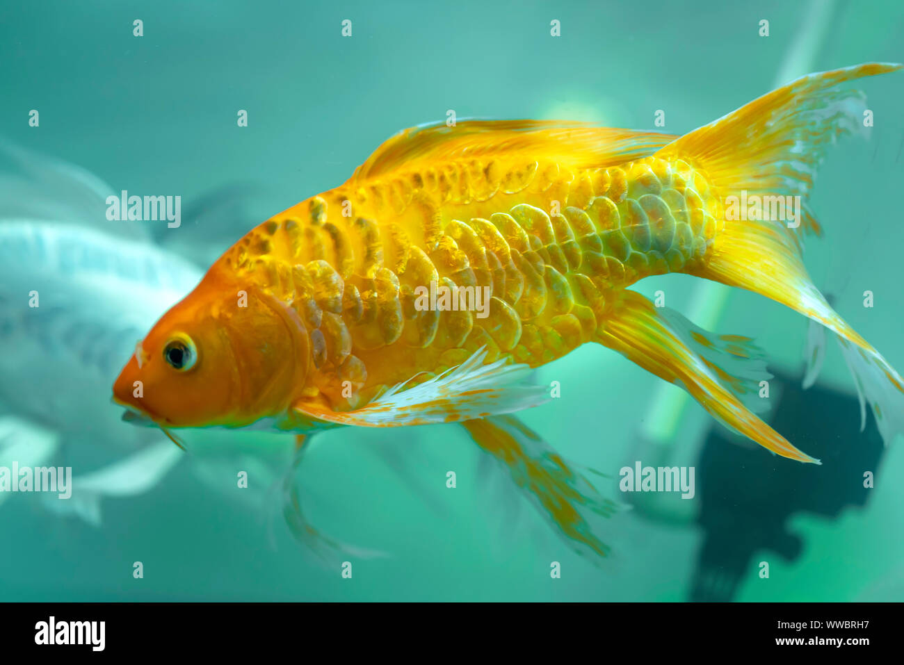 Koi fish butterfly hi-res stock photography and images - Alamy