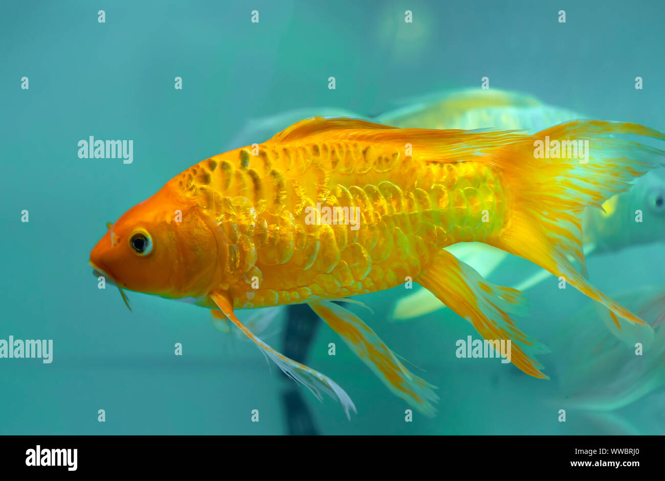 Koi Tail Stock Photos & Koi Tail Stock Images - Alamy