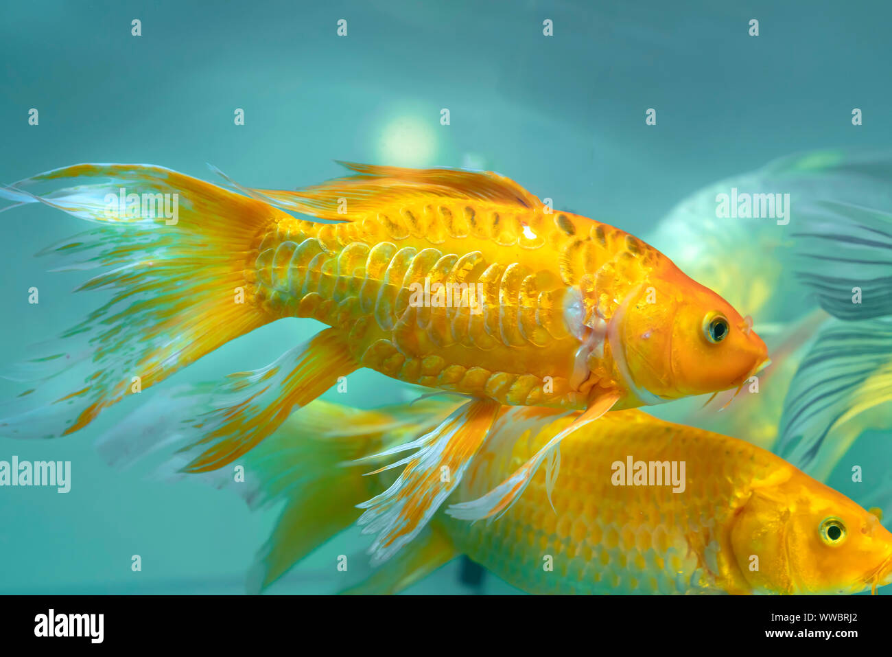 Butterfly koi hi-res stock photography and images - Alamy