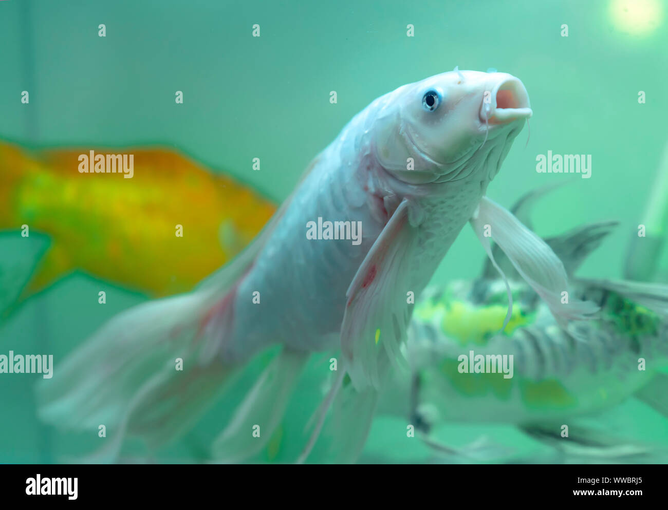 Uses Of Ornamental Fishes at Richard Montejano blog