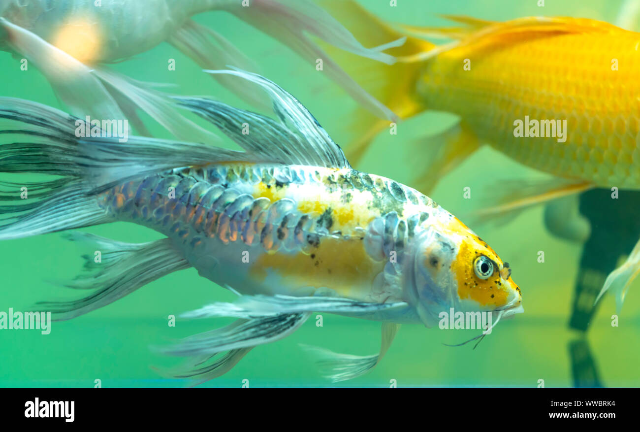 Koi Tail Stock Photos & Koi Tail Stock Images - Alamy
