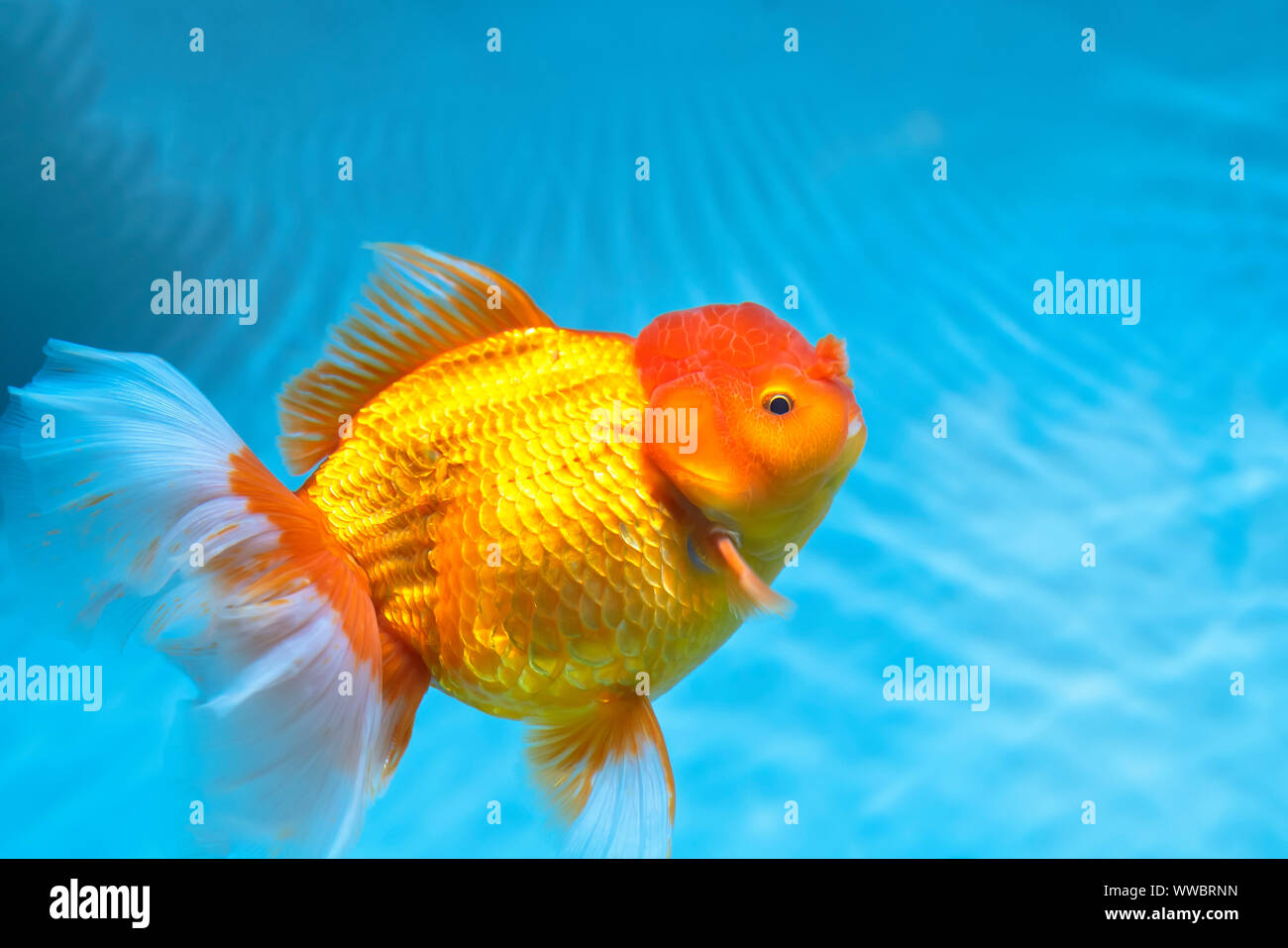 Colorful Goldfish oranda in the aquarium. This is a species of ...