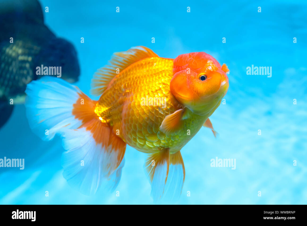 Blue Oranda Goldfish