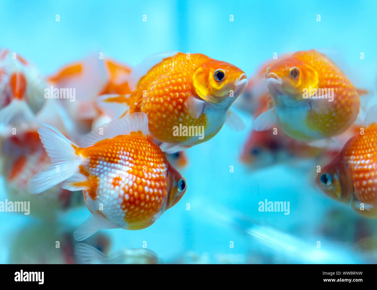 Colorful Goldfish pingpong in the aquarium. This is a species of ...