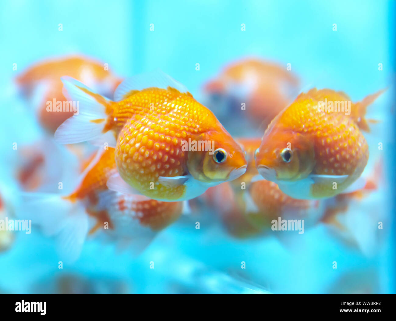 Ping Pong Pearlscale Goldfish