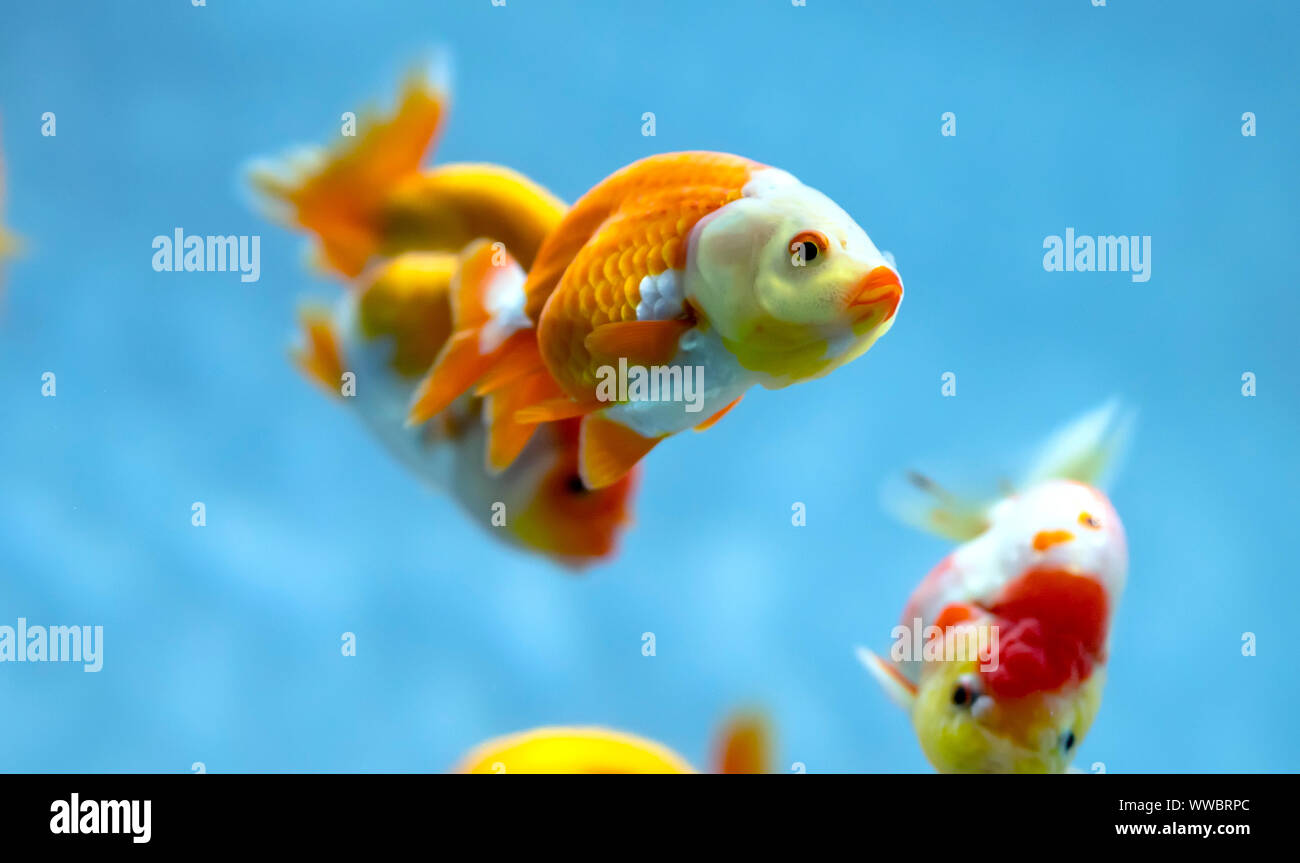 Colorful Goldfish in the aquarium. This is a species of ornamental fish ...