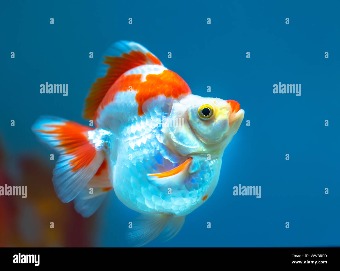 Colorful Goldfish in the aquarium. This is a species of ornamental fish ...