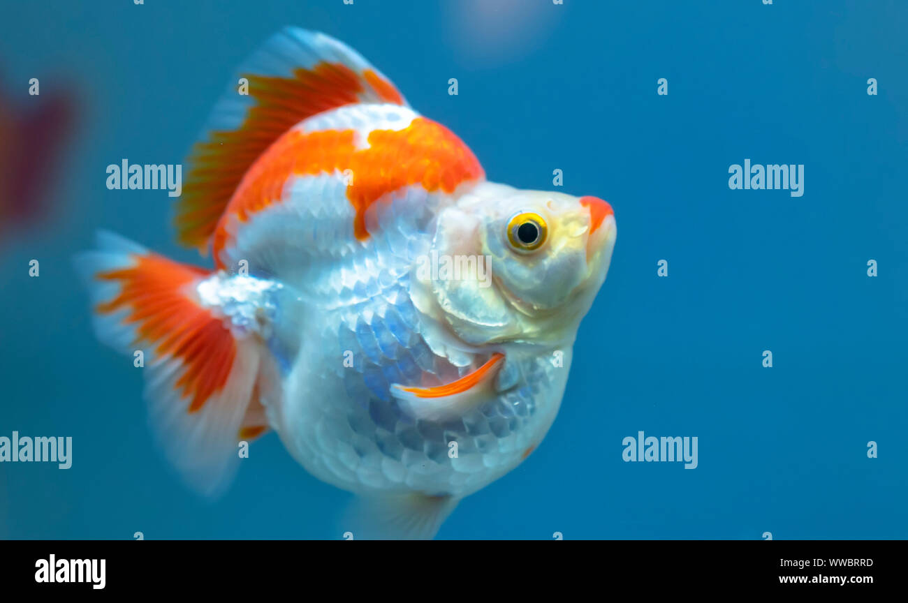 Colorful Goldfish in the aquarium. This is a species of ornamental fish ...