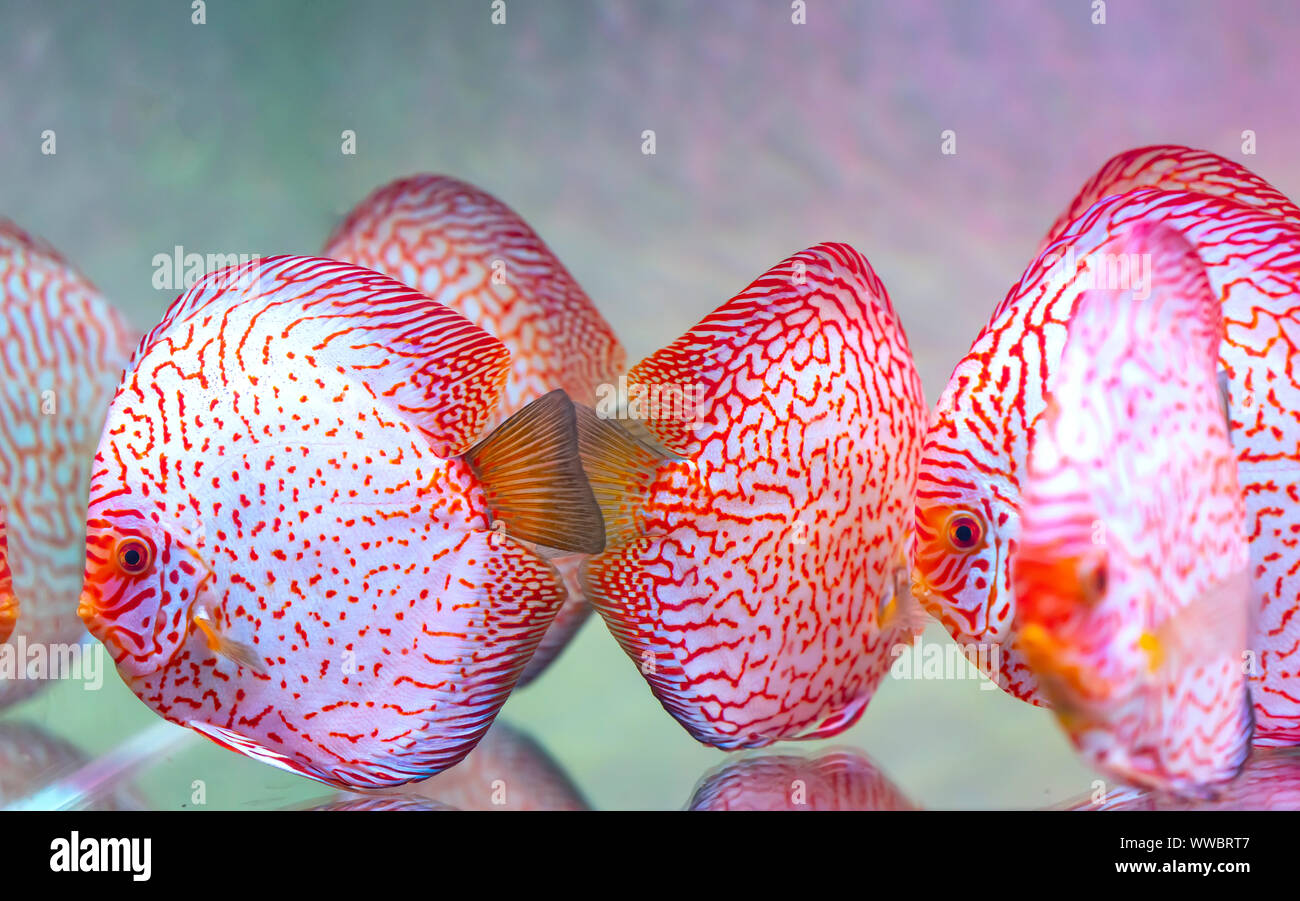 Colorful discus fish in the aquarium. This is a species of ornamental ...