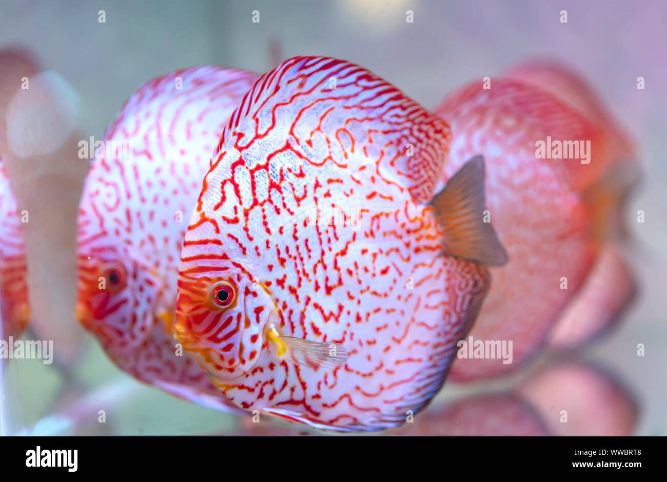 Red Diamond Discus Fish