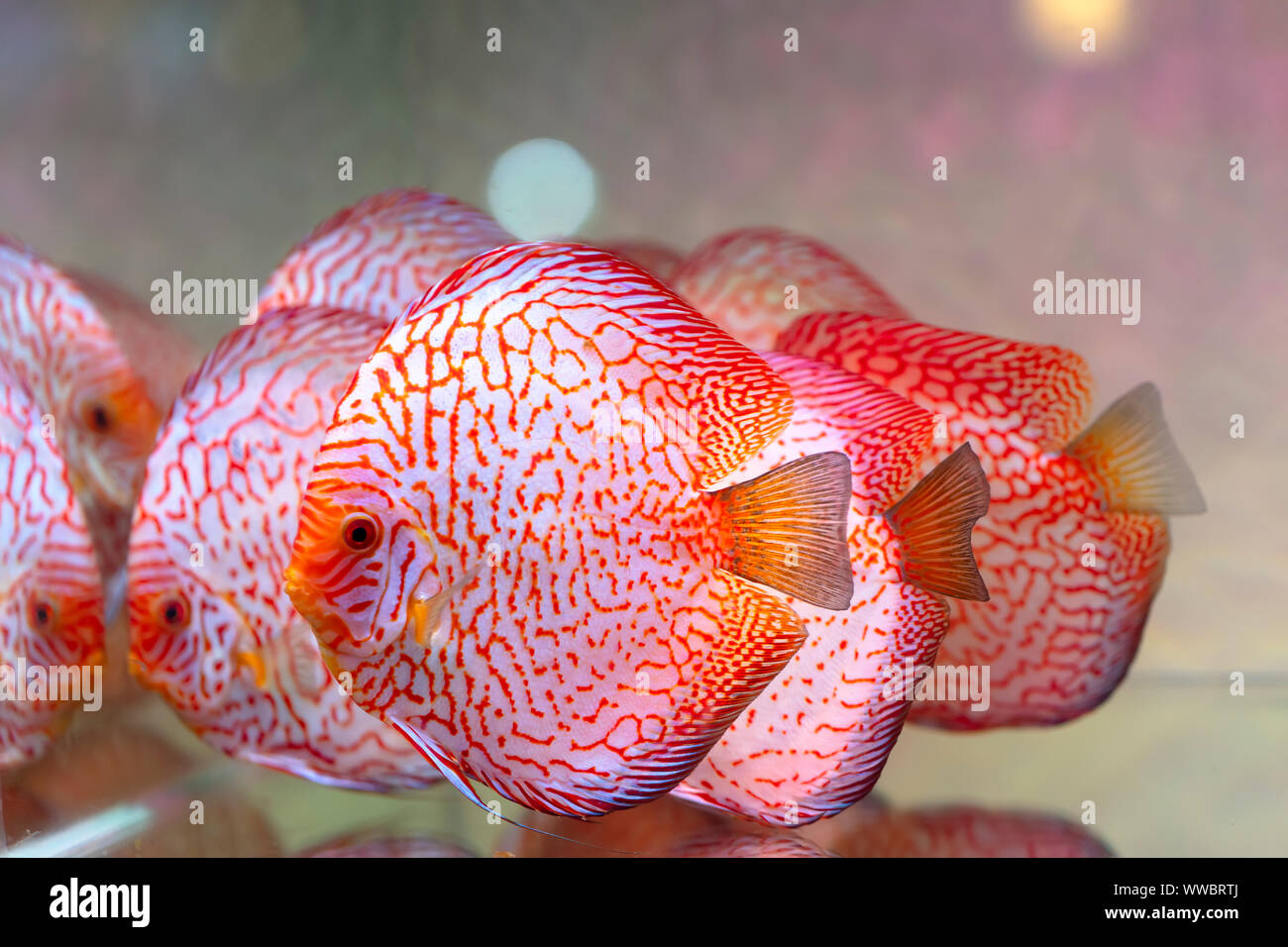 Uses Of Ornamental Fishes at Richard Montejano blog