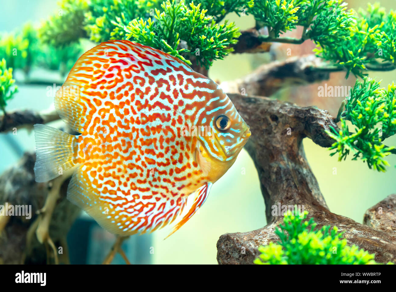 Colorful discus fish in the aquarium. This is a species of ornamental ...