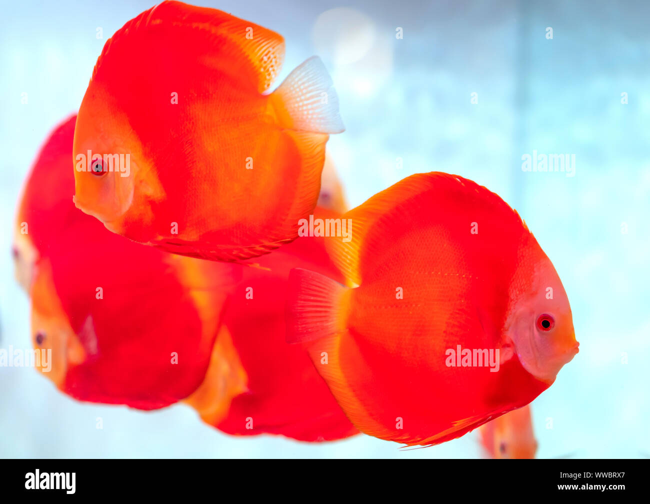 Colorful discus fish in the aquarium. This is a species of ornamental ...