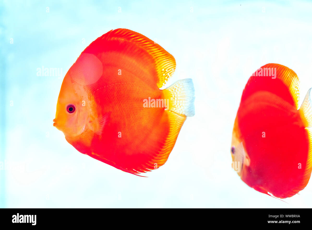 Colorful discus fish in the aquarium. This is a species of ornamental ...