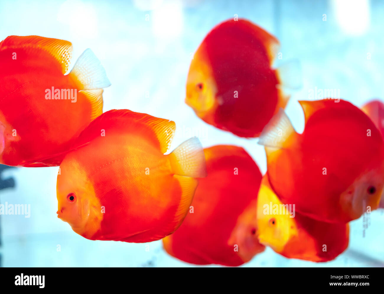 Colorful discus fish in the aquarium. This is a species of ornamental ...