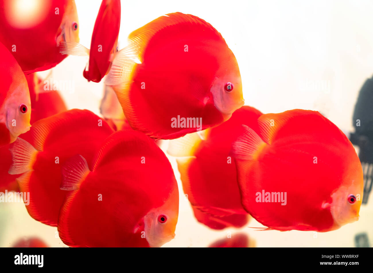 Colorful discus fish in the aquarium. This is a species of ornamental ...