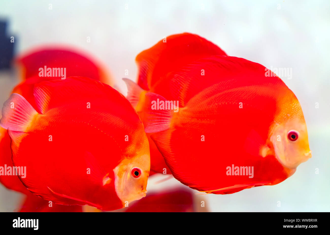 Colorful discus fish in the aquarium. This is a species of ornamental ...