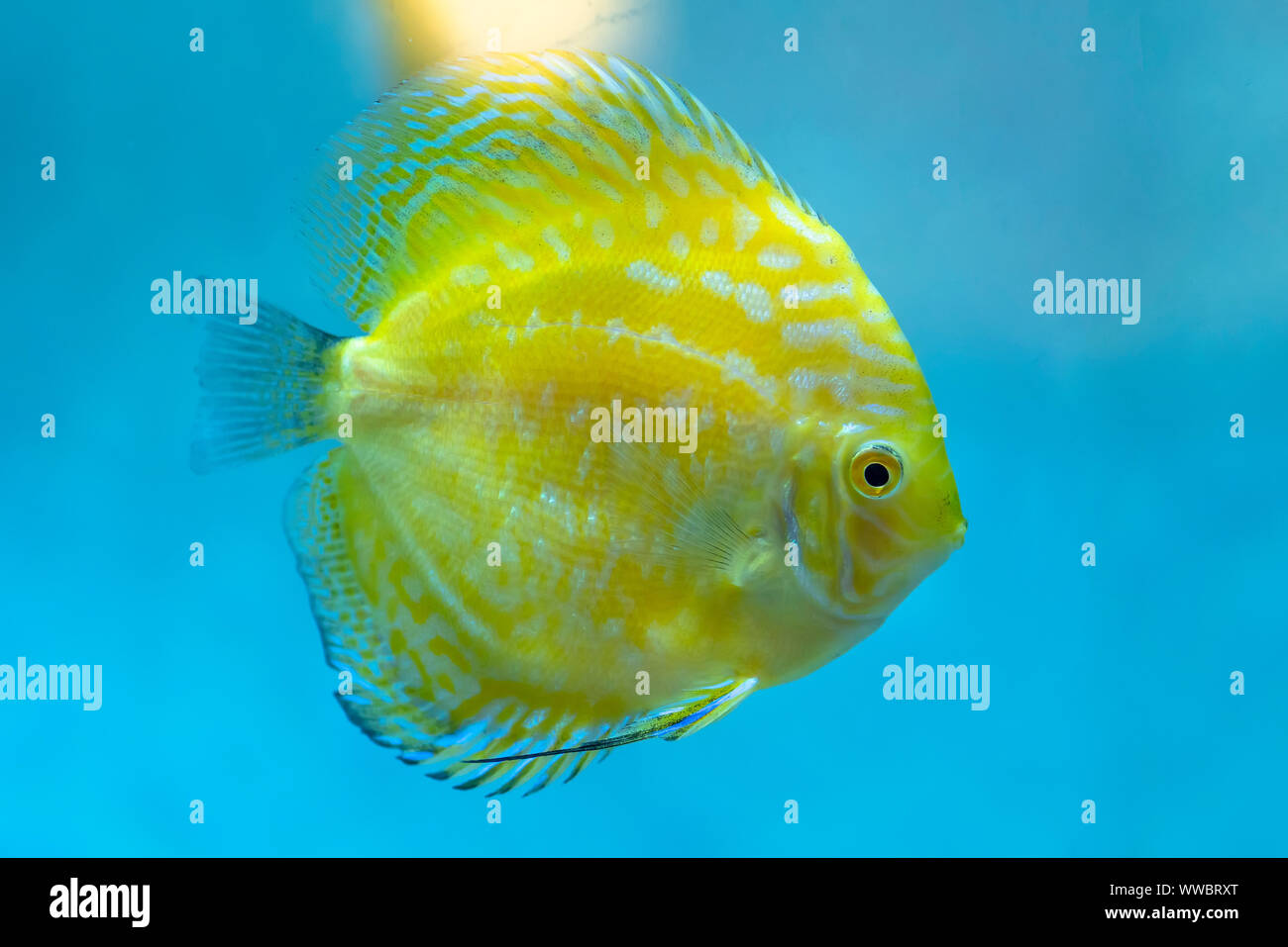 Colorful discus fish in the aquarium. This is a species of ornamental ...