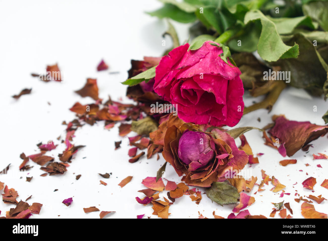 Fresh and dried pink roses with fractures of dried rose petals on white ...