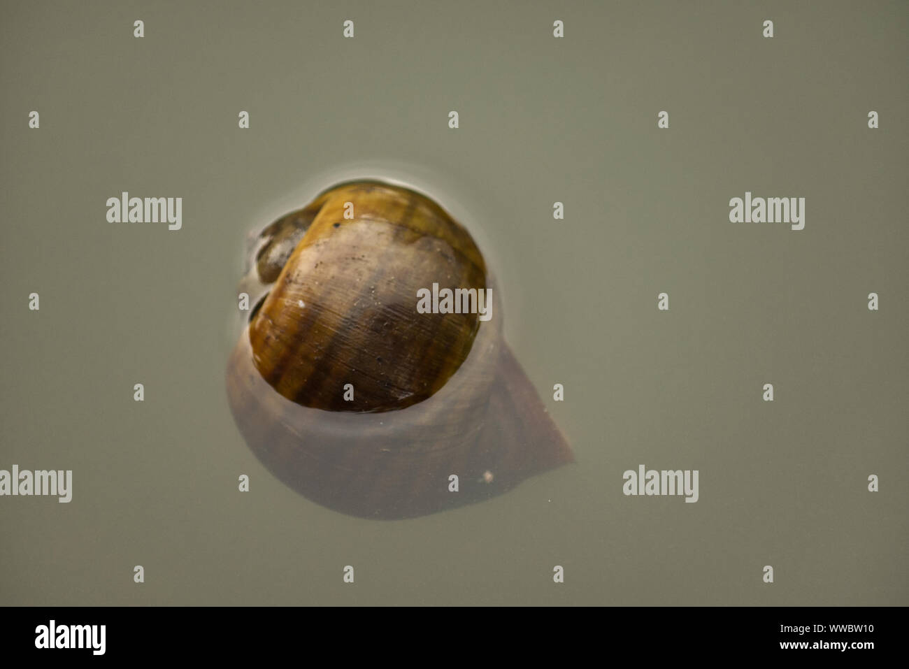 empty snail shell floating on calm water surface, half shell above the ...
