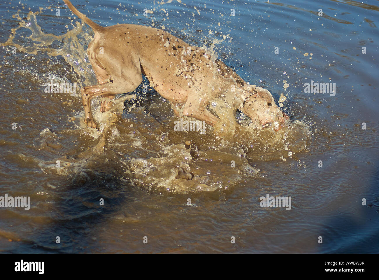 Weimaraner pointer, water dog, named Bella, plunges into chruning river ...