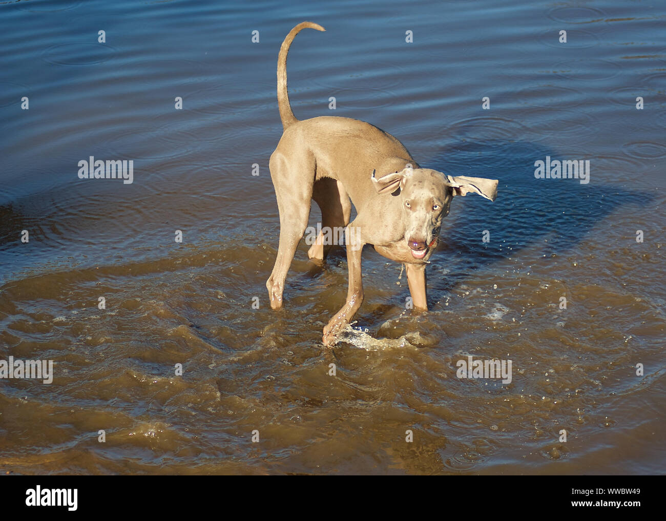 Weimaraner pointer, water dog, named Bella, playing fetch circlesin ...